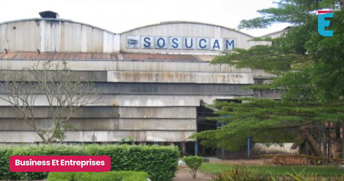 Sosucam: la campagne sucrière lancée dans un climat d’apaisement